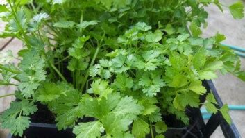 Diferencia entre cilantro y perejilSOLUCIÓN