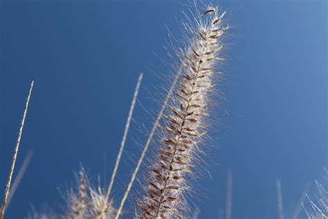长钉 亲爱的 自由 Pixabay上的免费照片