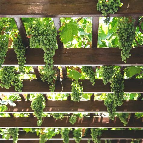 5 plantas trepadoras y enredaderas que desearás tener en tus exteriores