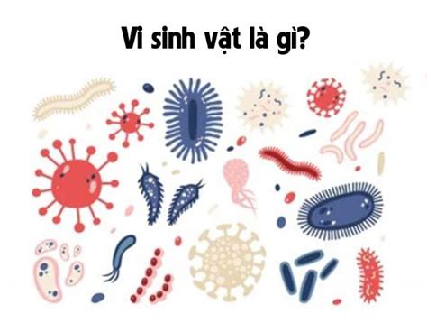 Vi Sinh V T L G Vai Tr C A Vi Sinh V T I V I Con Ng I