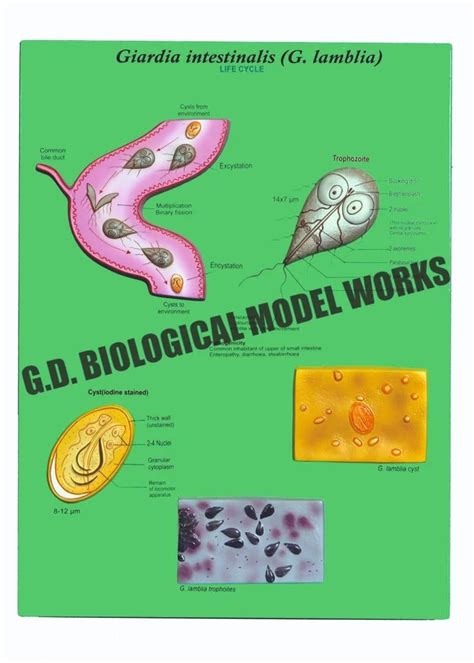 Life Cycle Of Giardia Intestinalis G Lamblia At Rs 2000 Community
