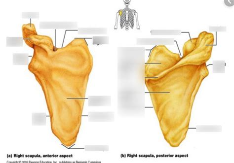 Scapulae Diagram Quizlet