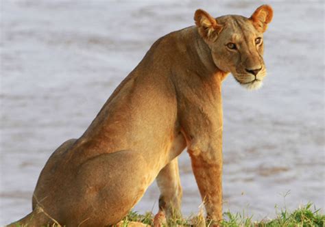 Samburu Aberdare Lake Nakuru Masai Mara 7 Days Safari