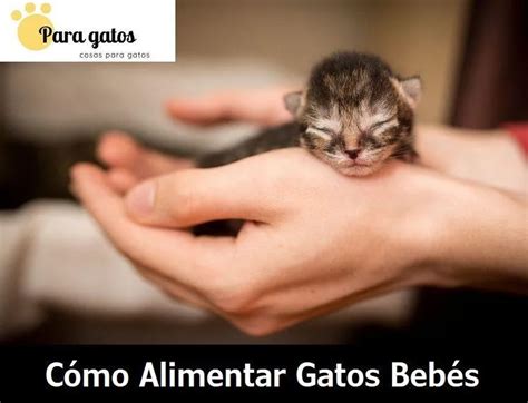CÓMO ALIMENTAR A UN GATO RECIÉN NACIDO Gatos Bebés