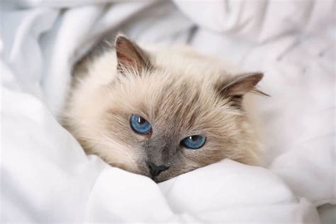 Gatos Birmanos Una Guía Completa 2024