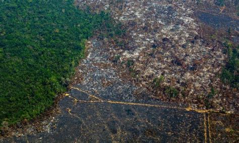 La déforestation en Amazonie brésilienne a plus que doublé en 2019