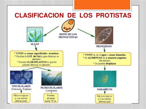 Protista Reino