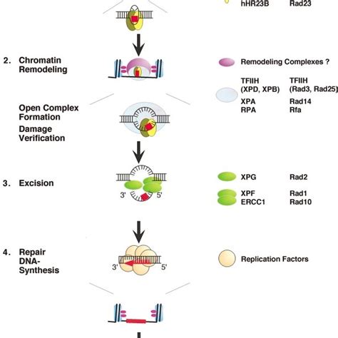 Schematic Illustration Of Photoreactivation In Chromatin Histone