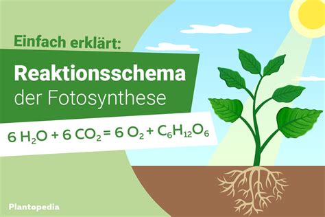 Reaktionsschema Der Fotosynthese Einfach Erkl Rt