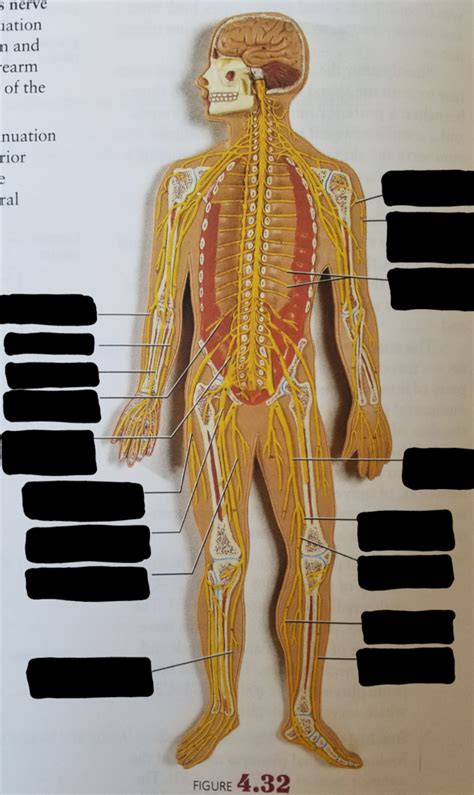 Peripheral Nerves Diagram Quizlet