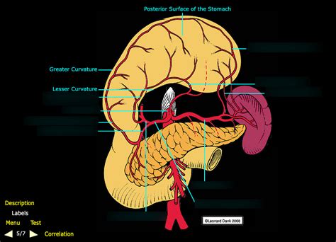 Anatomy Lab 6 Stomach Blood Supply Diagram Quizlet