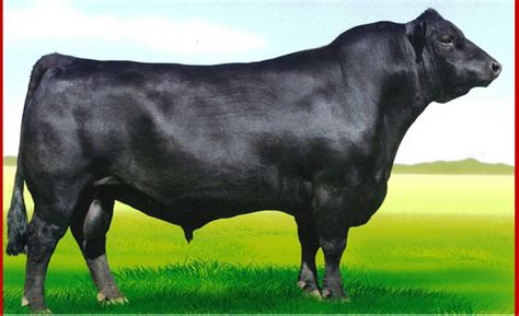 Cattle Breeds Flashcards Quizlet