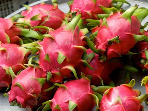 7 Cara Menanam Buah Naga