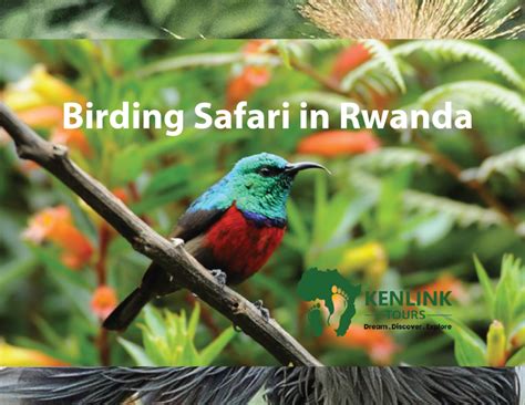 Birding Safaris In Rwanda Kenlink Tours