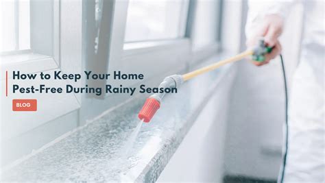 How To Keep Your Home Pest Free During Rainy Season Blog