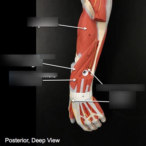 Small Forearm Posterior Deep Diagram Quizlet