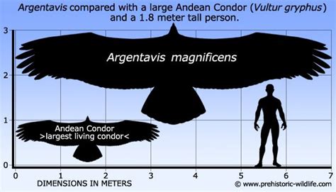 Argentavis With A Wingspan Estimated At Seven Meters Across