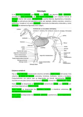 ANATOMIA I Generalidades De Osteologia Pdf