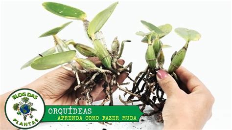 Topo Imagem Como Fazer Mudas De Orqu Dea Bambu Br Thptnganamst