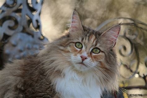 Portrait Of A Norwegian Forest Cat In The Garden In Stock Photo