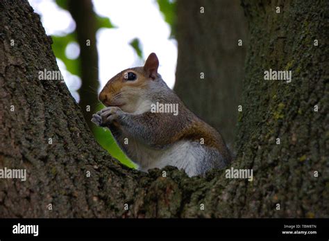 Squirrel Sitting On A Tree Hyde Park London Stock Photo Alamy