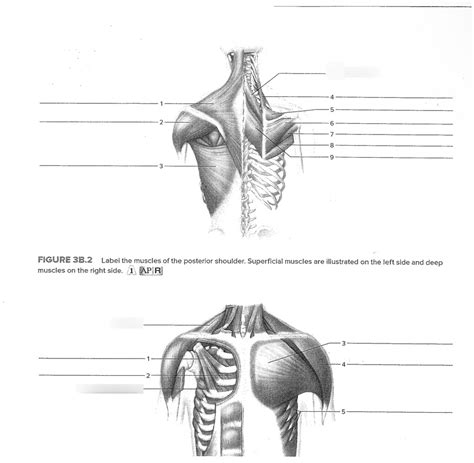 Anterior Posterior Chest Muscles Diagram Quizlet