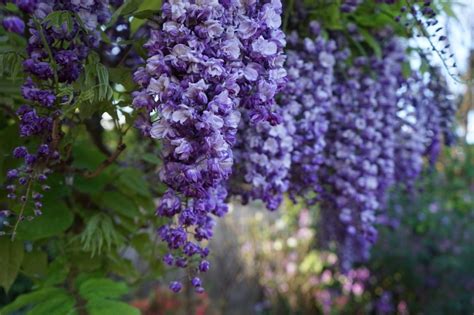 Blauregen pflegen Gießen Düngen Schneiden und mehr Wisteria