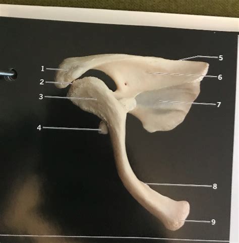 Articulated Right Clavicle And Scapula Superior View Diagram Quizlet