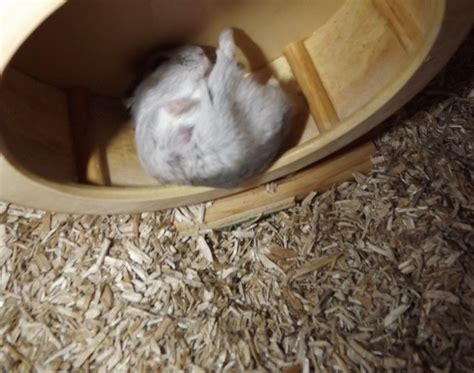Cosa Ci Fa Un Criceto In Cucina Petsblog