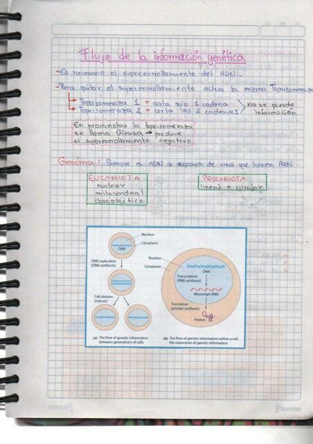 Flujo de la Información Genética Apuntes CINTHYA VITERI uDocz