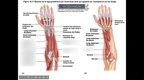 Figure Muscles De L Avant Bras Diagram Quizlet