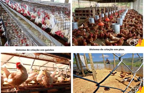 Como são os diferentes sistemas de produção na avicultura Dicas