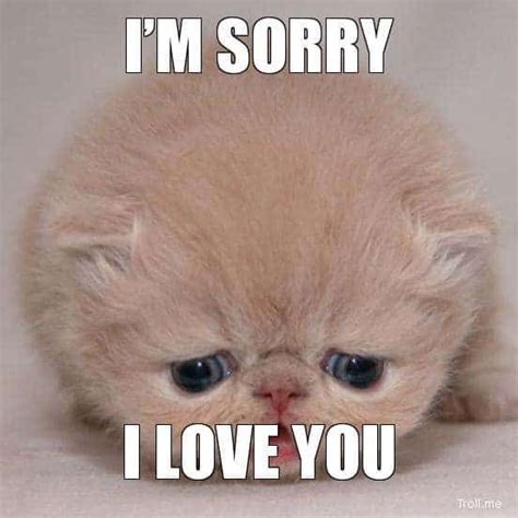 40 Adorable I M Sorry Memes People Won T Be Able To Resist
