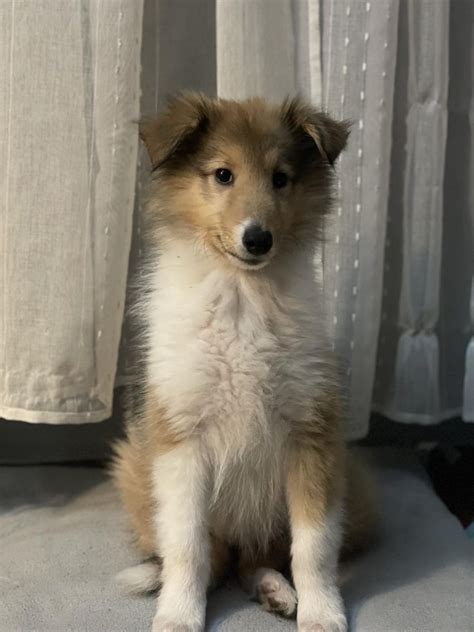 Owczarek szkocki collie szczeniak Paniówki OLX pl