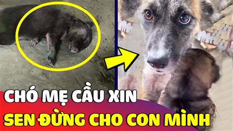 Thấy con mình sắp bị ĐEM TẶNG người khác chó mẹ ra sức NĂN NỈ bảo