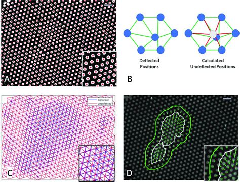 algorithm to calculate cell driven deflections of patterned surfaces download scientific