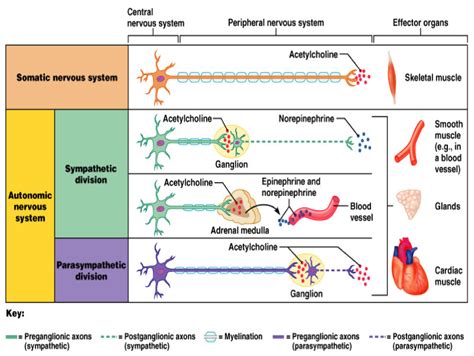 Unit 9 THE AUTONOMIC NERVOUS SYSTEM Diagram Quizlet