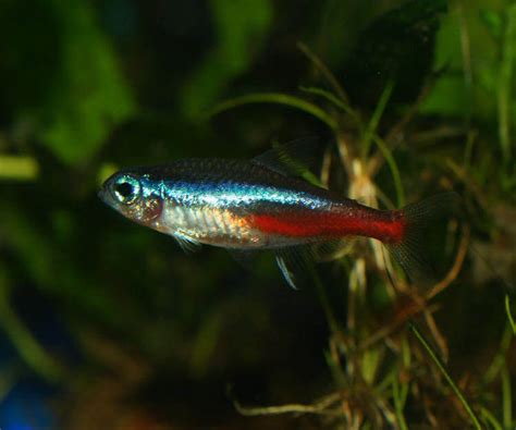 Neon Tetra Balığı Özellikleri Bakımı Cinsiyeti ve Üretimi