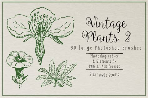 Vintage Plants 2 Photoshop Brushes 2 Lil Owls Studio