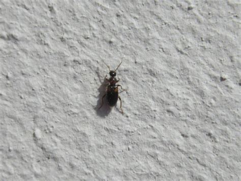 Käfer 3 4 mm 2 Käfer unbestimmt Coleoptera indet Flickr