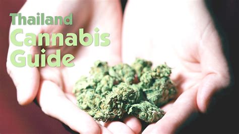 Thailand Cannabis Guide Koh Phangan Online Magazine