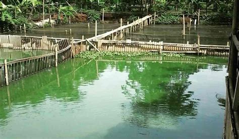 Kolam Tanah Banyak Digunakan Dalam Budidaya Ikan Mas Karena Portal