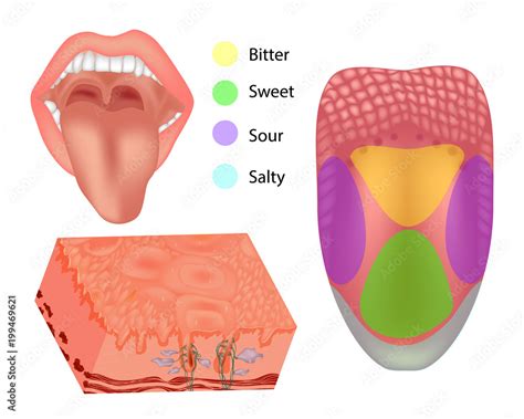 Anatomy Human Tongue Parts Illustration Depicting The Anatomy Of Taste