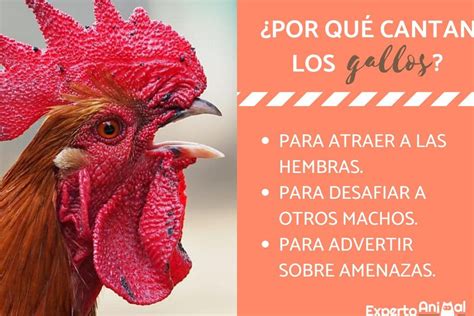 El Canto Del Gallo Descubre El Significado Y La Importancia De Este