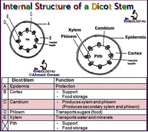 Ombiology4u Diagram Practices Parts And Functions Of Internal