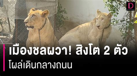 เมองชลผวาอกแลว สงโต 2 ตวโผลเดนกลางถนน แถมถกเลยงรวมรอตไวเลอร