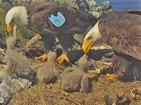 Welcome Newest Island Residents The Catalina Islander