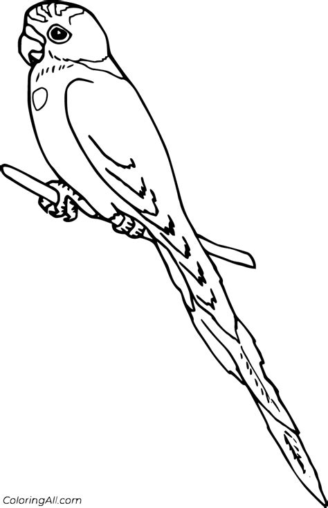 16 Free Printable Parakeet Coloring Pages In Vector Format Easy To