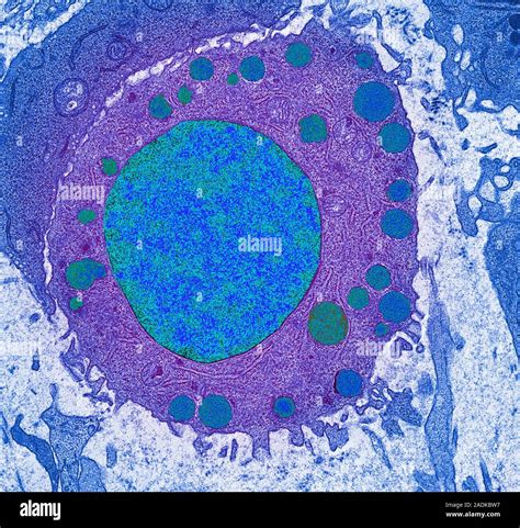 Basophil Coloured Transmission Electron Micrograph TEM Of A Section