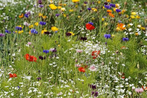 Blumenwiese Natur Blumen Kostenloses Foto Auf Pixabay Pixabay